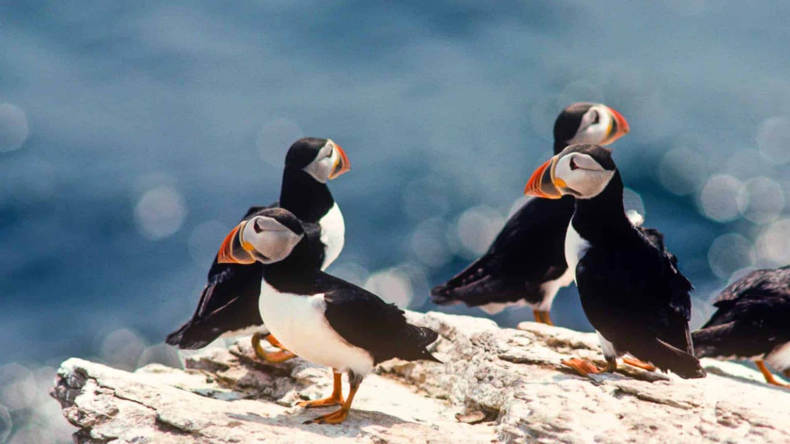 Puffin Palooza - Gatherall's Puffin & Whale Watch