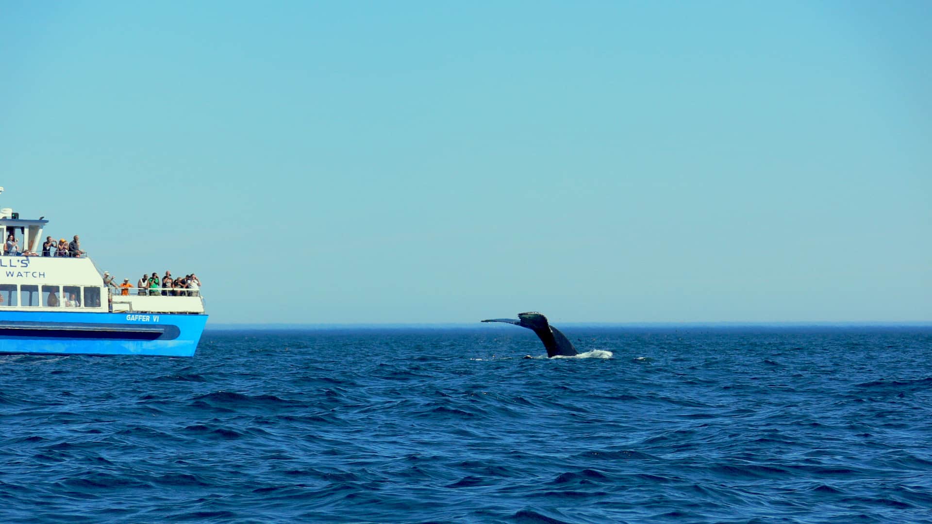 Gatherall's Puffin & Whale Watch - FAQ