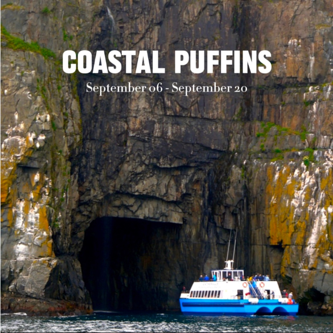 Newfoundland Puffin & Whale Boat Tour - Gatherall's Top Rated Tour