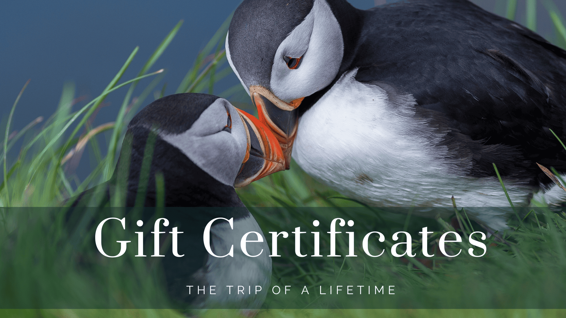 Gift Certificates - Gatherall's Puffin & Whale Watch